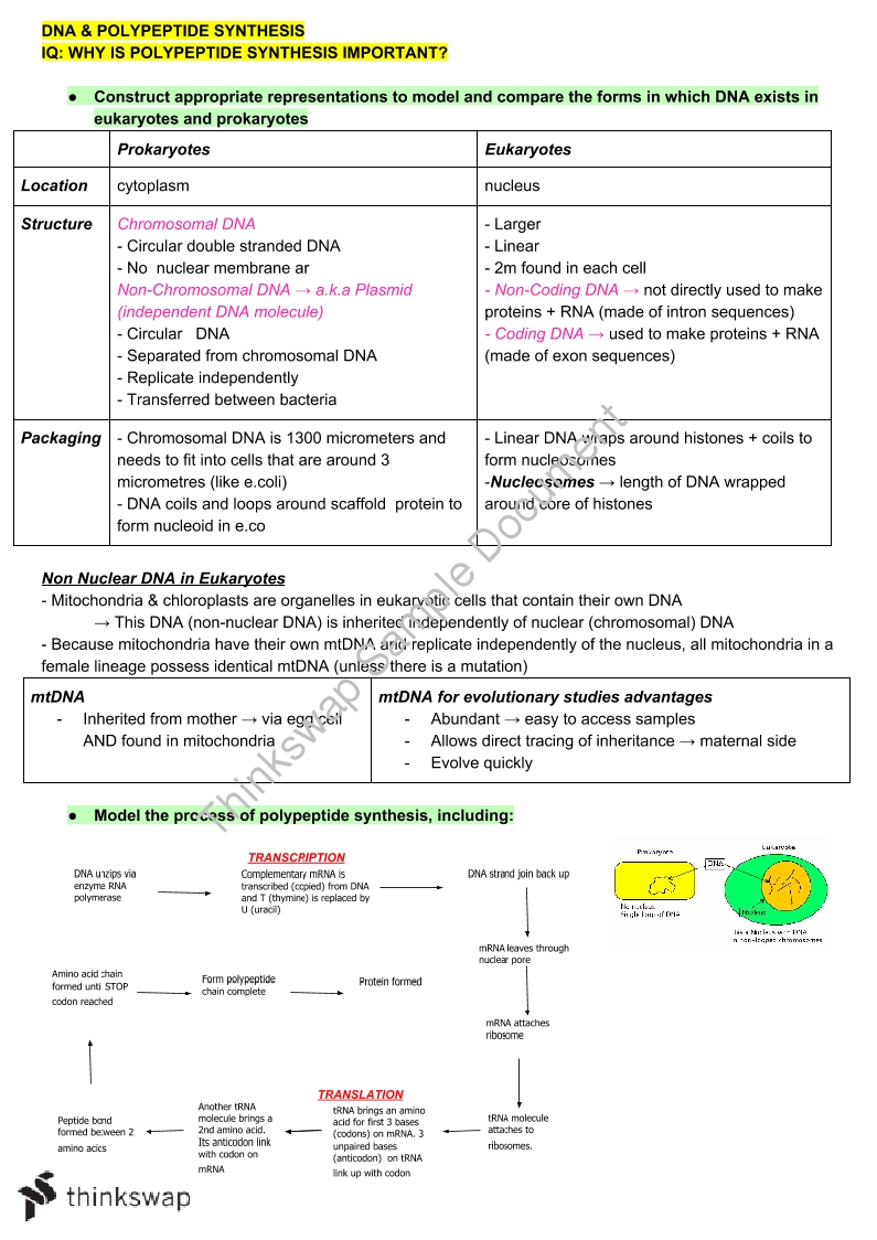 DNA and Polypeptide Synthesis | Year 12 HSC - Biology | Thinkswap