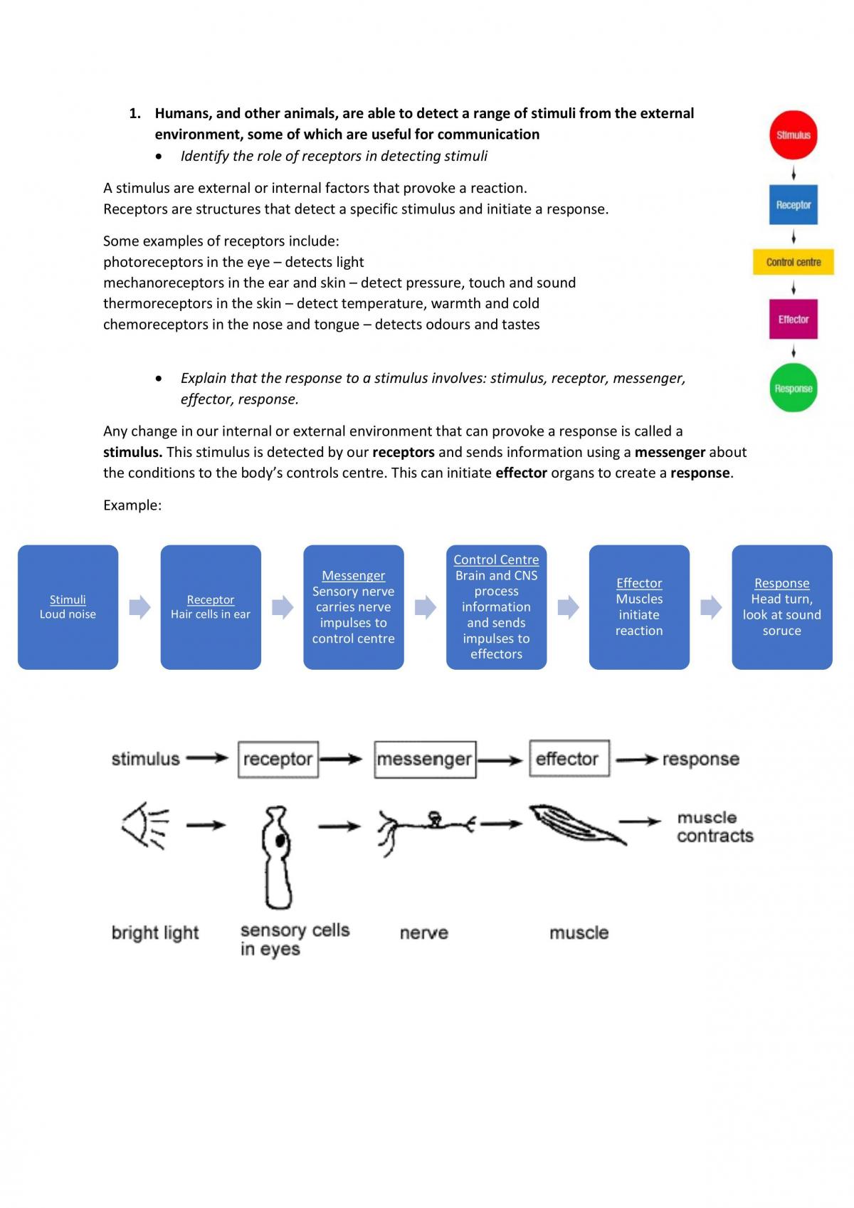 Year 12 Biology Option - Communication Notes | Biology - Year 12 HSC ...