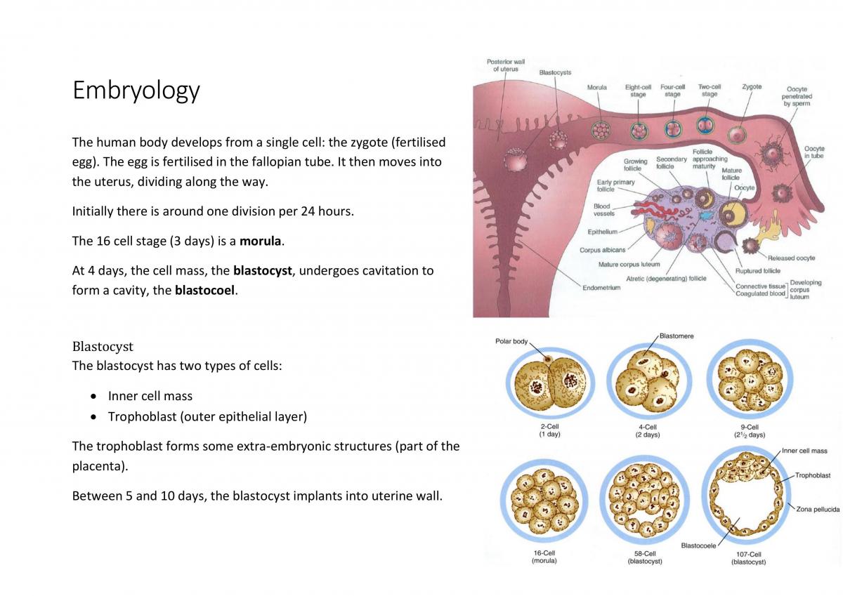 Embryology Anatomy