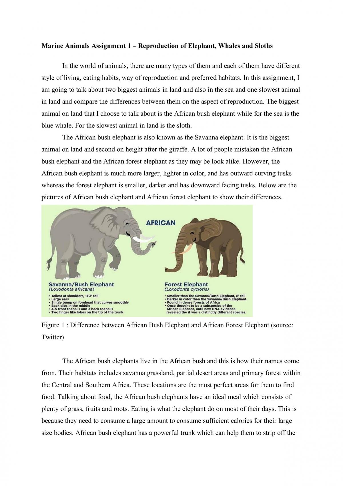 Introduction to Marine Animals Assignment | G0316 - Introduction to ...