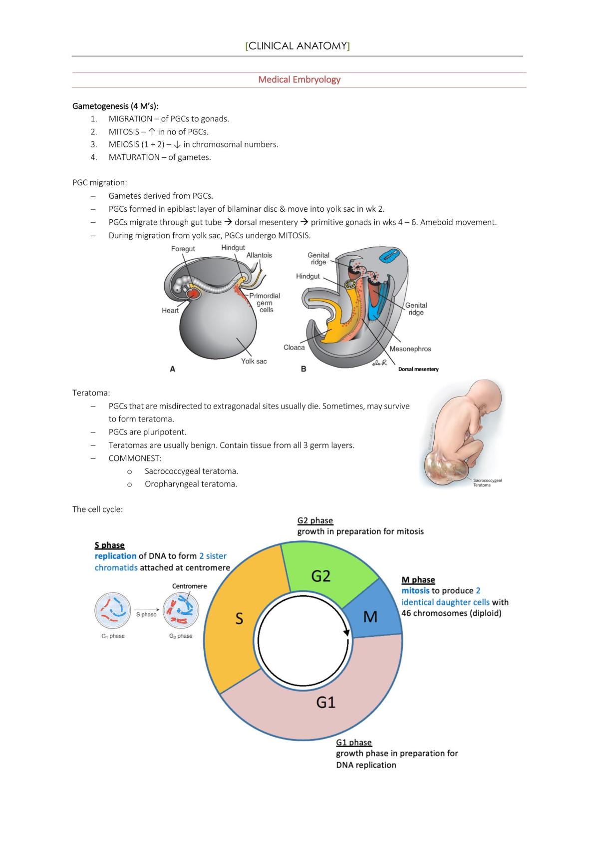 Embryology Anatomy
