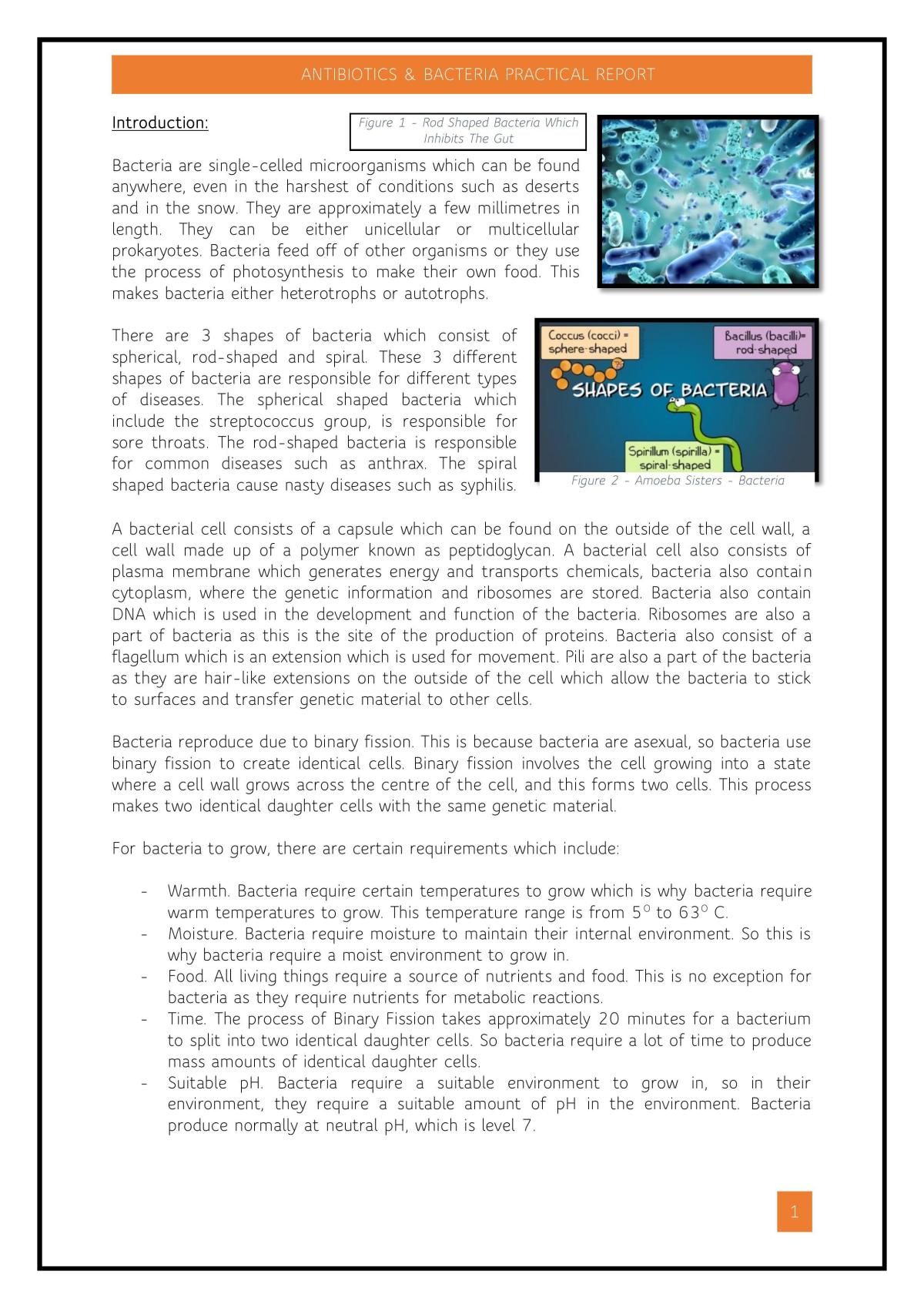 Antibiotics & Bacteria Practical Report | Biology - Year 11 SACE ...