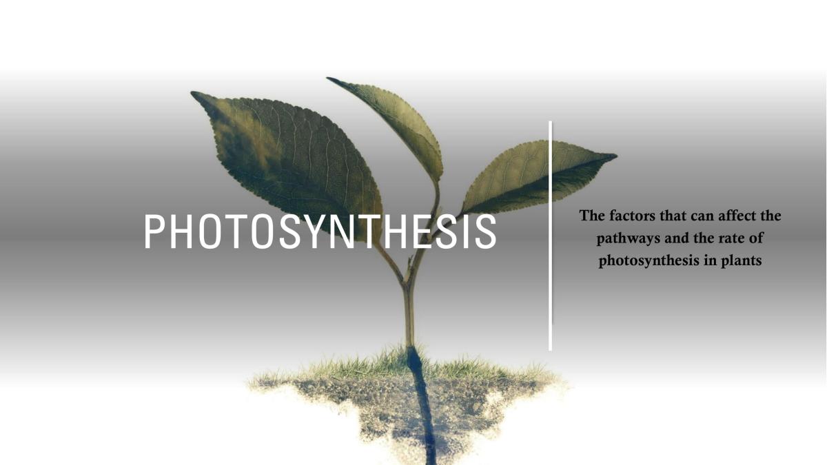 Photosynthesis | Biology B - A Level A Levels Edexcel | Thinkswap