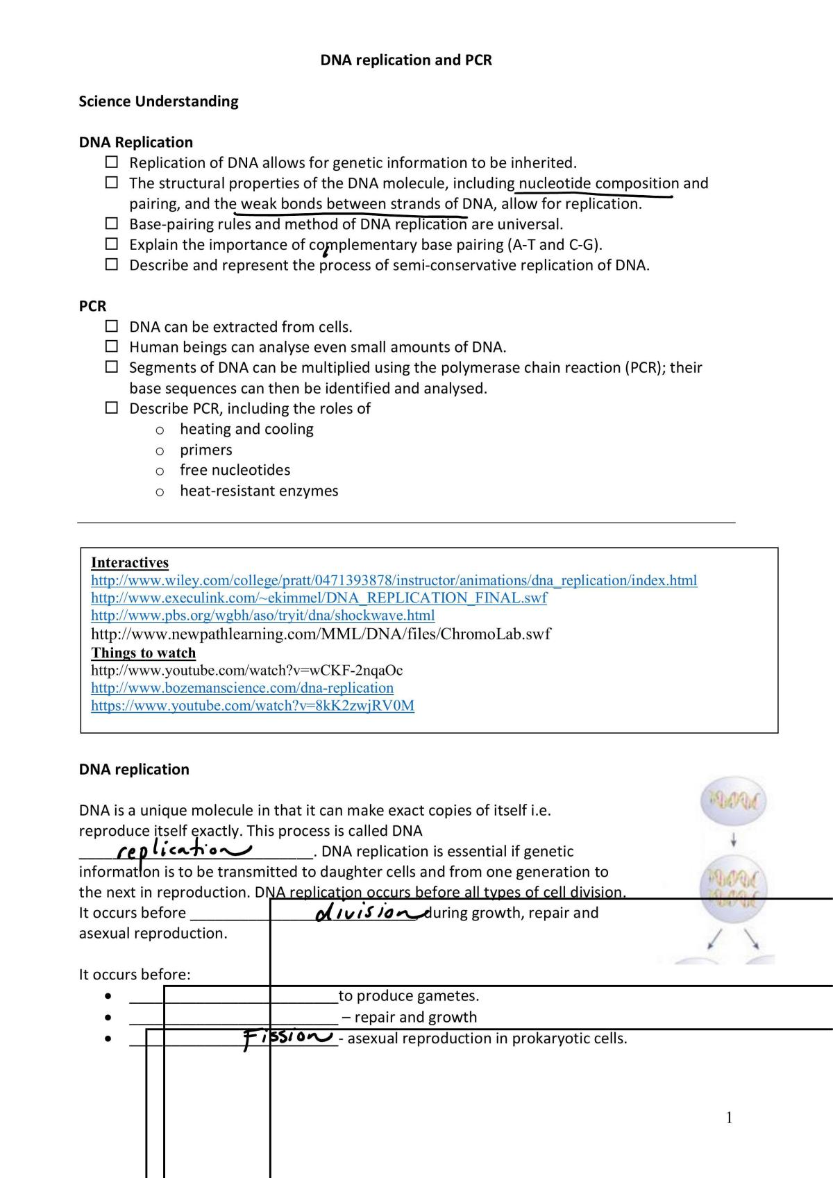 DNA replication and pcr | Biology - Year 12 SACE | Thinkswap