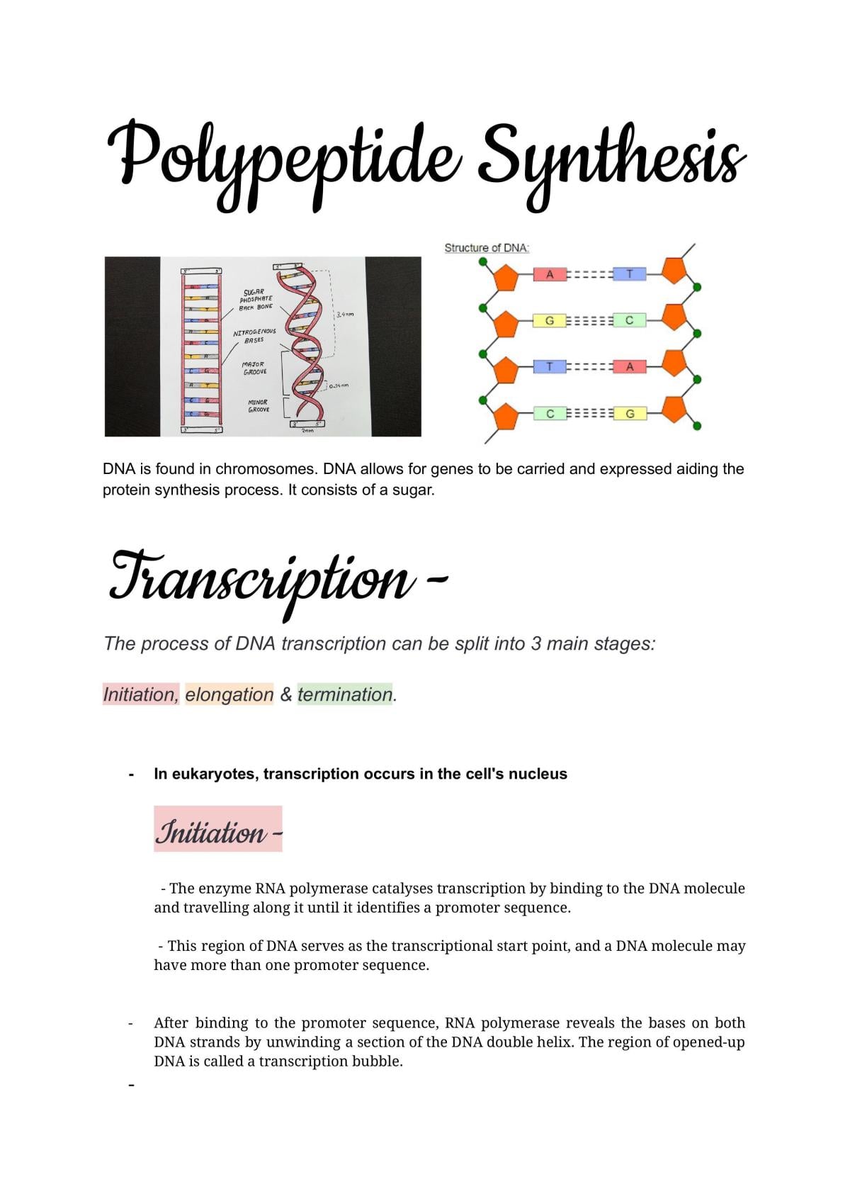 Polypeptide | Biology - Year 12 HSC | Thinkswap