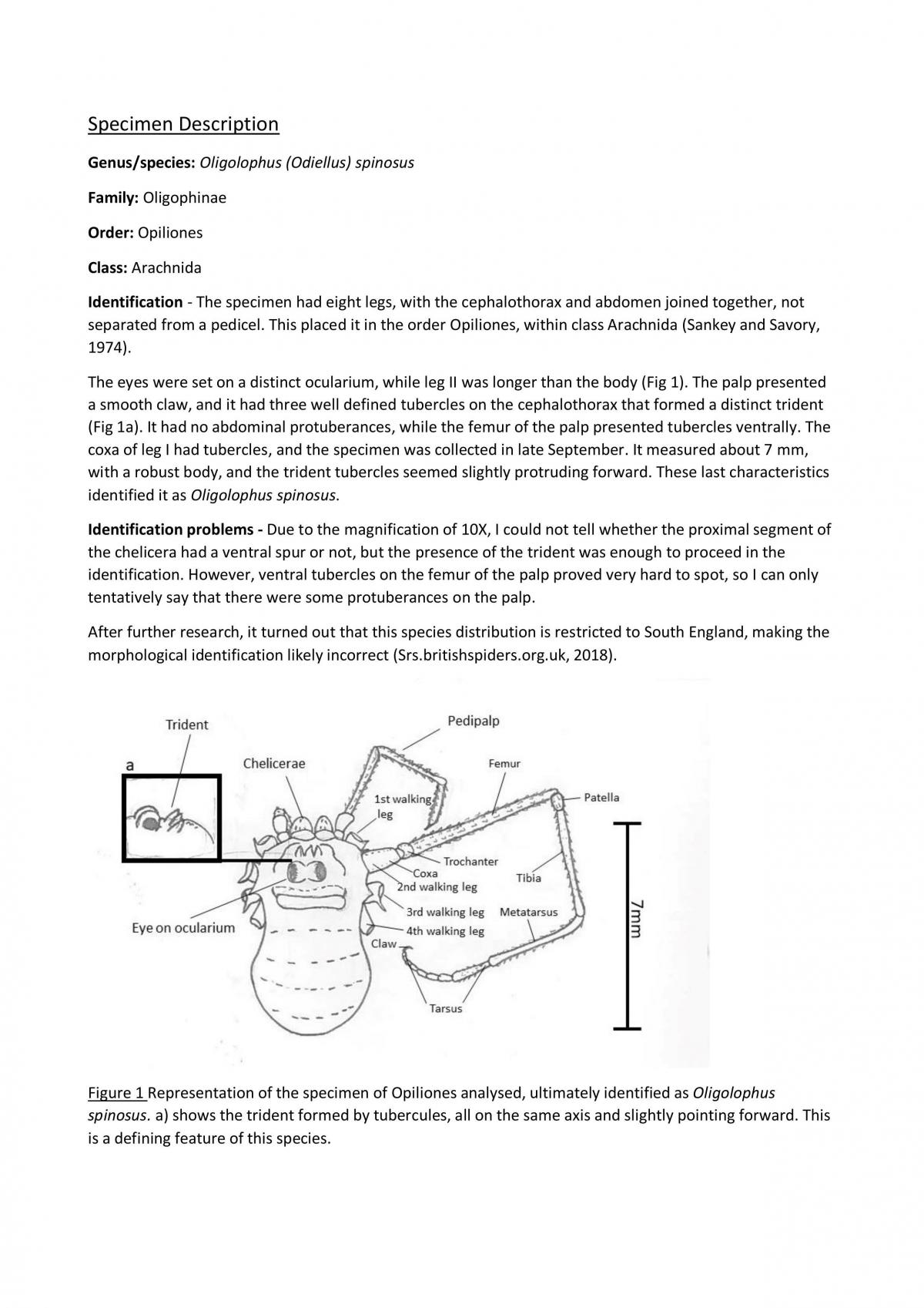 Practical report on invertebrate identification using classical and ...