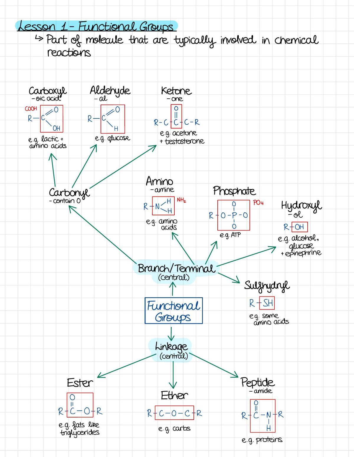 Biochemistry - part B | Biology (University) - Grade 12 OSSD | Thinkswap
