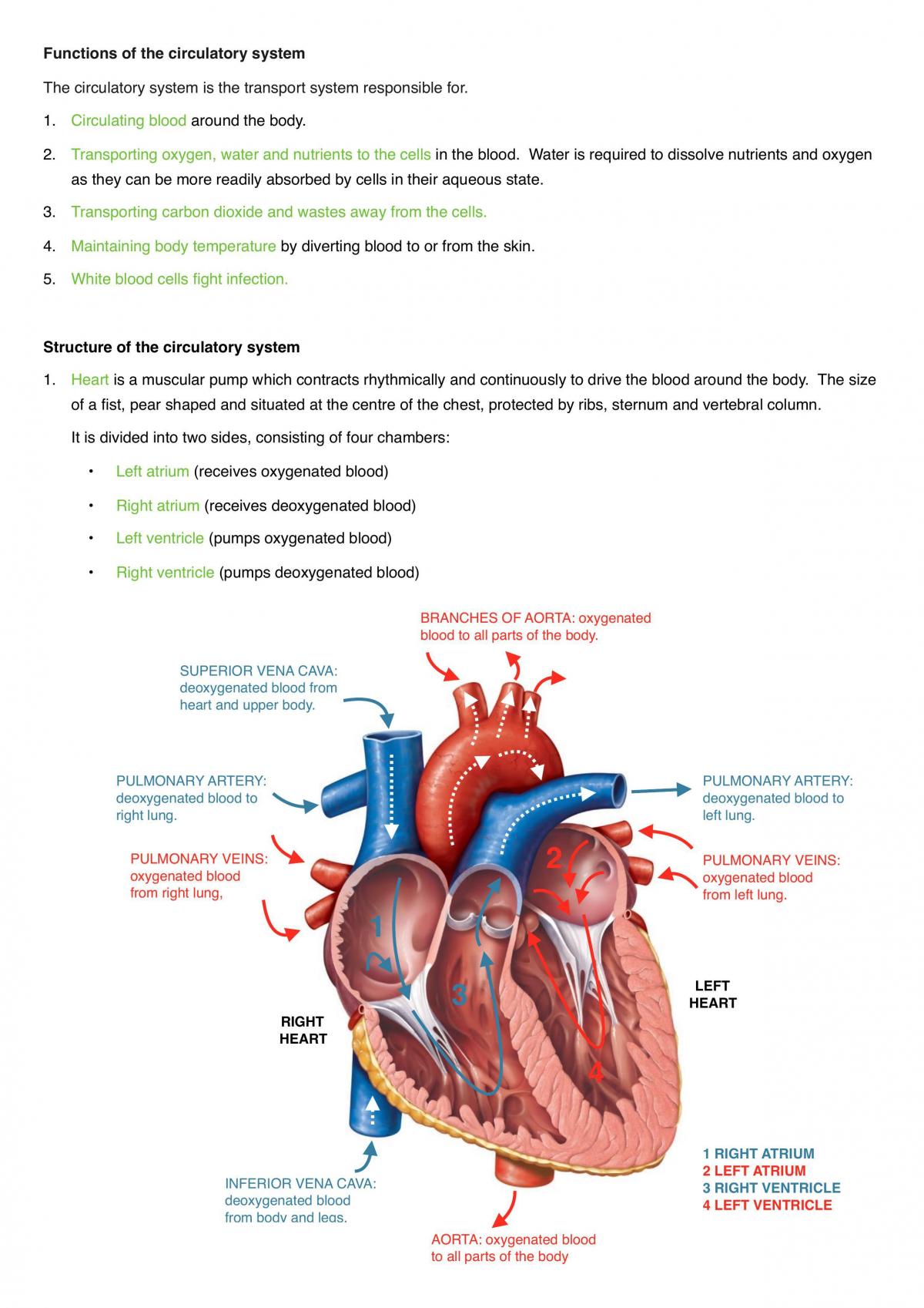 Physical Education Studies Notes Year 11 WACE Atat | Physical ...