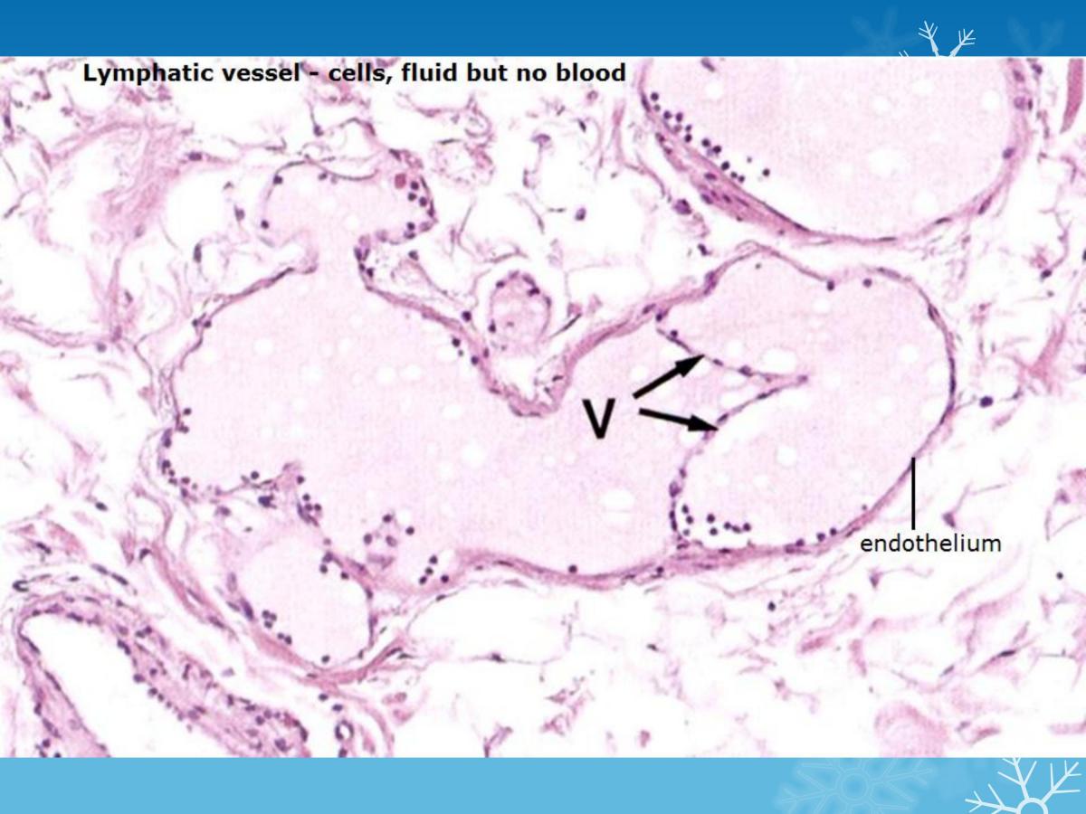 Part 1 Histology Summary | VSC223 - Veterinary Histology and Immunology ...