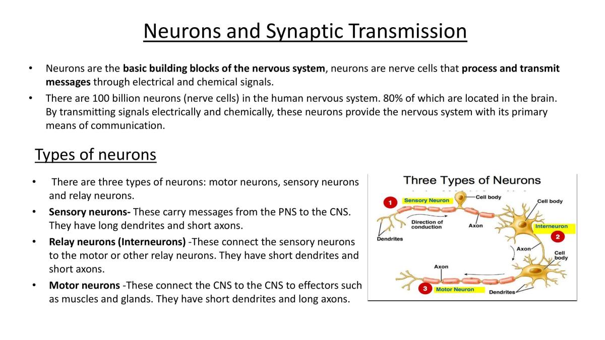 Types Of Neurons Psychology