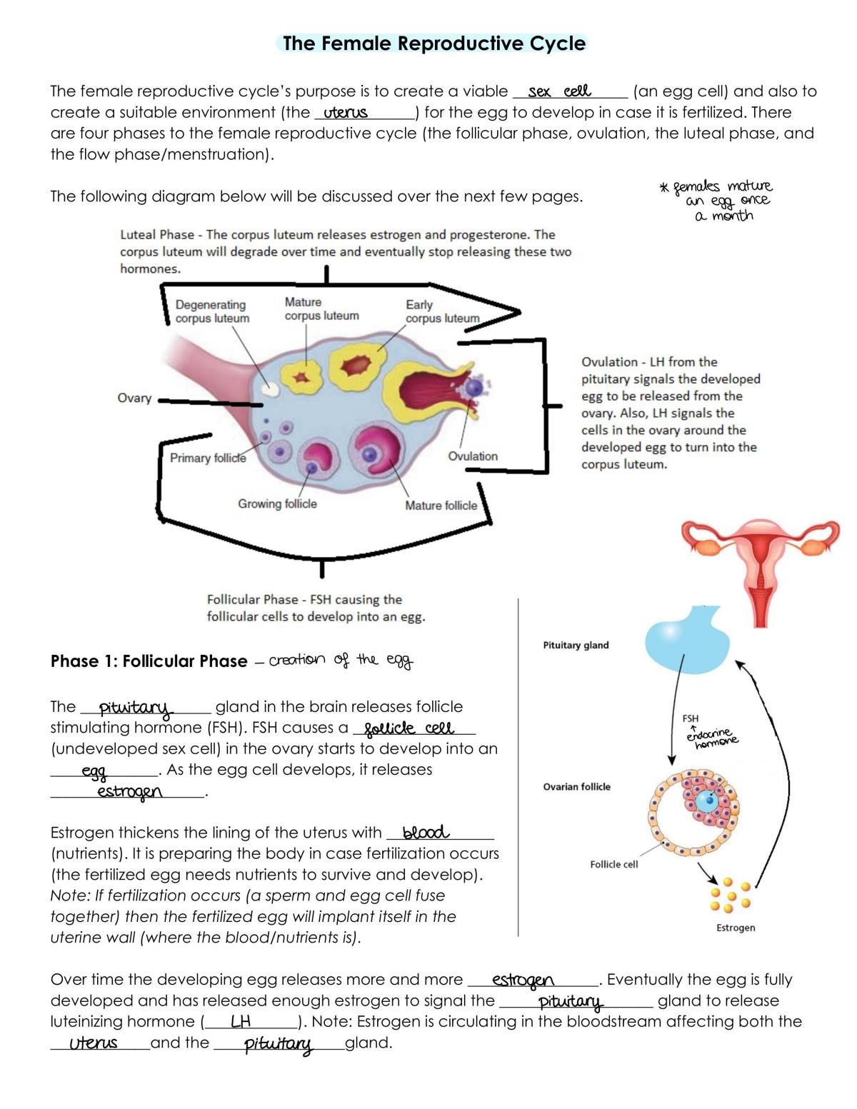 Homeostasis | Biology (University) - Grade 12 OSSD | Thinkswap