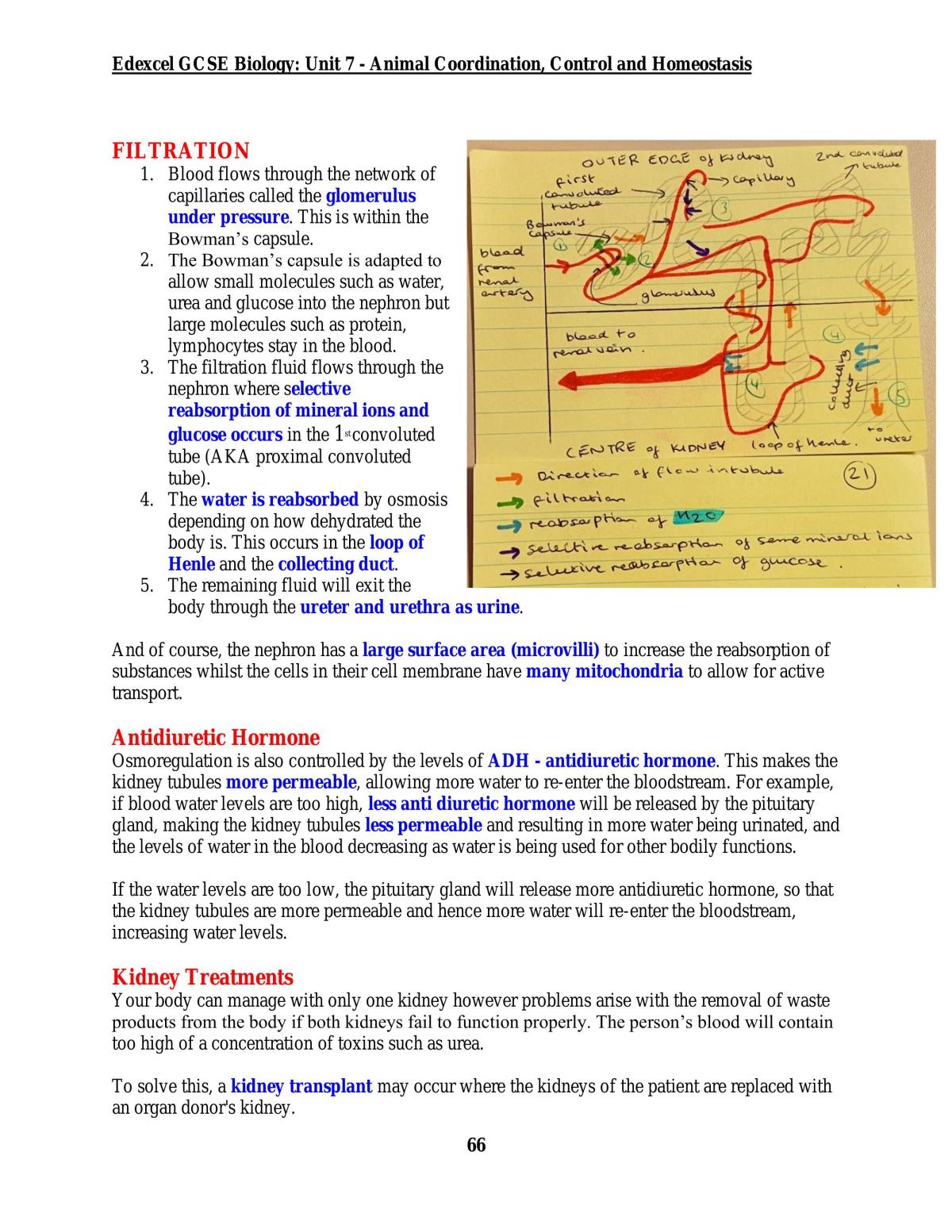 Very Detailed Notes for Biology | Biology - Higher GCSE Edexcel | Thinkswap
